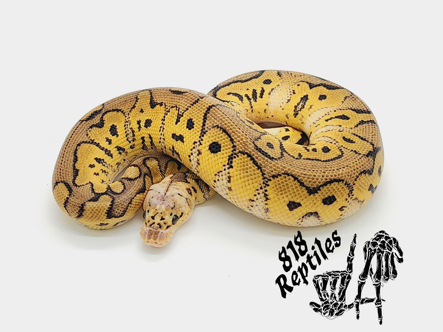Pastel Clown 50% Het Ultramel Pos Het Hypo Ball Python by 818 Reptiles ...