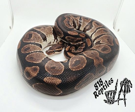 Proven Breeder Dinker Female Ball Python by 818 Reptiles