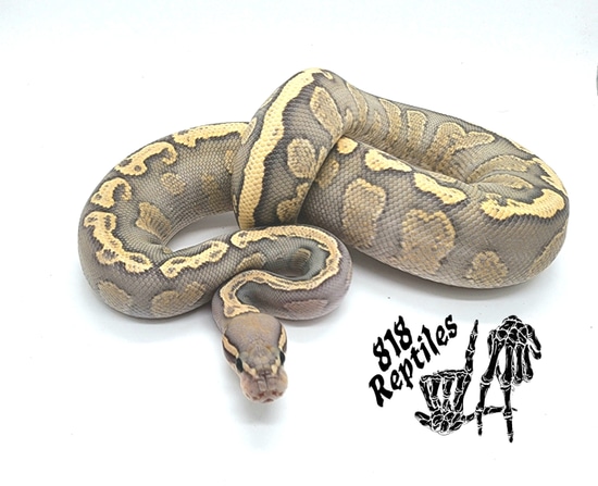 Hypo Ghi Fire Yellowbelly Ball Python by 818 Reptiles