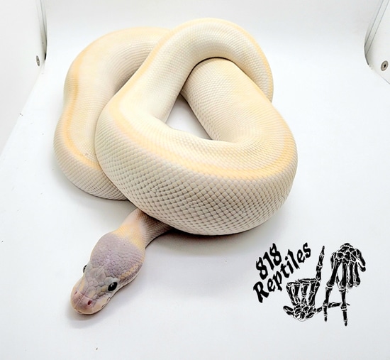 Hypo Super Mojave (Bel) Ball Python by 818 Reptiles