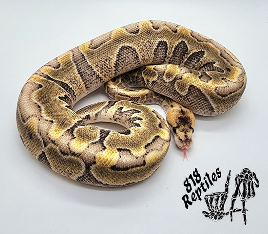 Champagne Enchi DH Hypo Puzzle Ball Python by 818 Reptiles