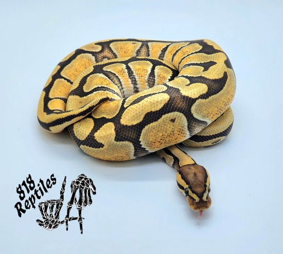 Hypo Enchi Het Rainbow Ball Python by 818 Reptiles