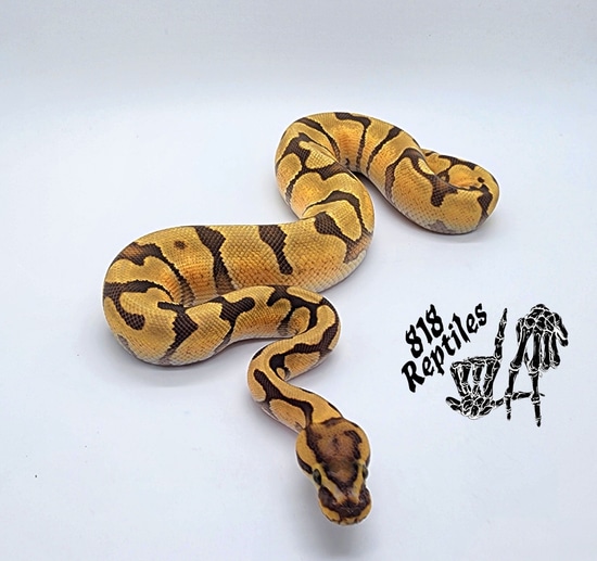 Hypo Enchi 66% Het Rainbow Ball Python by 818 Reptiles
