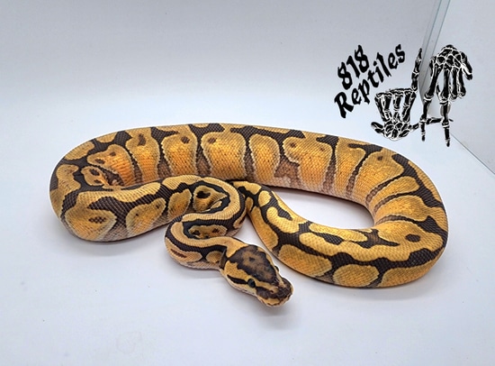 Hypo Enchi 66% Het Rainbow Ball Python by 818 Reptiles