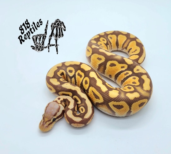 Pastel Ultramel 66% Het Clown 50% Het Hypo Ball Python by 818 Reptiles