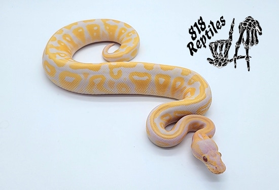 Pastel Lavender Albino Het Clown Ball Python by 818 Reptiles