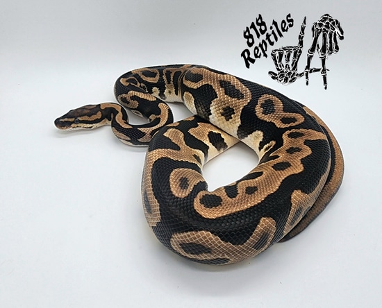 *Twin* Leopard DH Hypo Clown Ball Python by 818 Reptiles