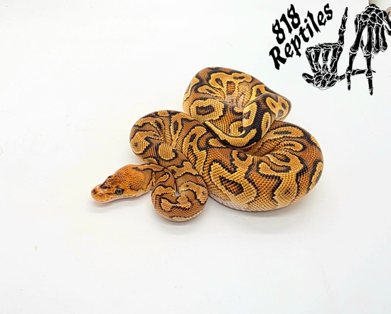Cypress Yellowbelly Clown 66% Het Hypo Ball Python by 818 Reptiles