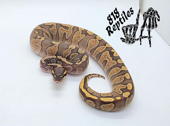 Hypo Ghi Enchi Het Clown Possible Black Head Ball Python by 818 Reptiles