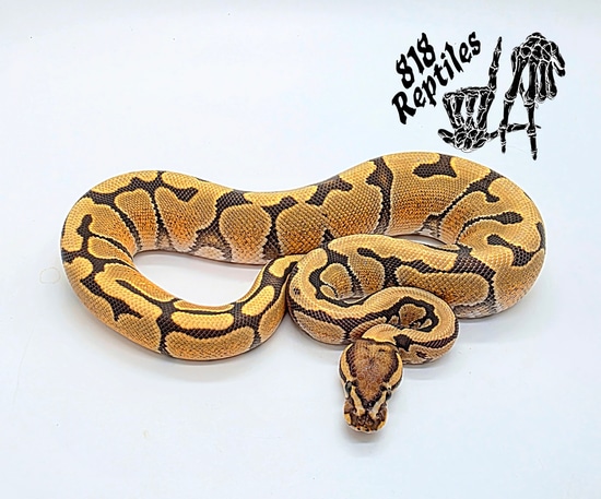 Hypo Enchi Het Rainbow Possible Het Clown Ball Python by 818 Reptiles