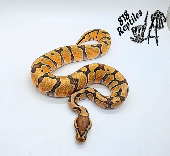 Hypo Enchi Het Rainbow Possible Het Clown Ball Python by 818 Reptiles