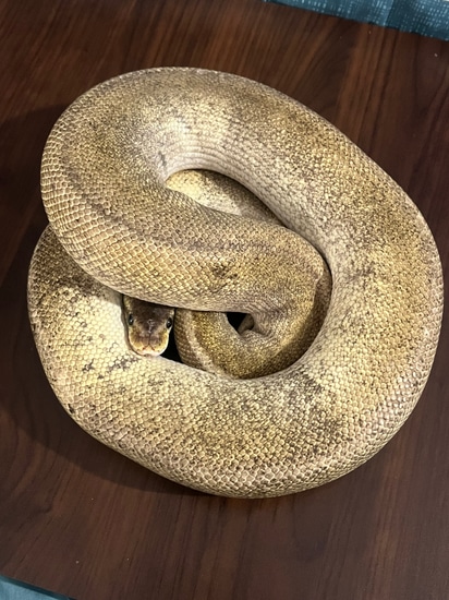 GHI Mojave Pewter Fader Ball Python by Duncan Robertson