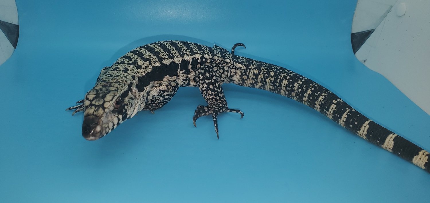 Marshmallow Line Pure Blue Argentine Tegu Salvator Tegu by 8 Ball ...