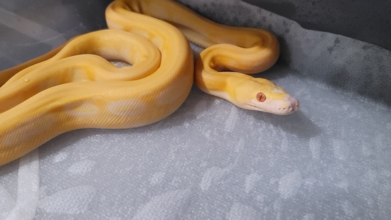 Lavender Sunfire Supertiger Reticulated Python by 8 Ball Exotics