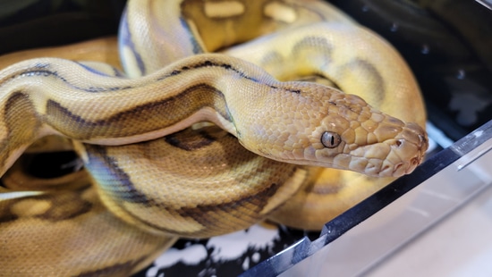 Tiger Reticulated Python by 8 Ball Exotics