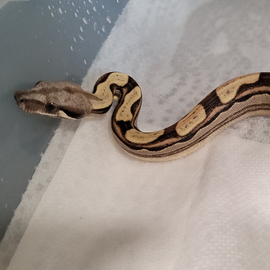 Silver Motley Boa Constrictor by 8 Ball Exotics