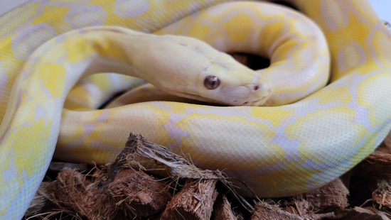 Tiger Snow SUPER Dwarf Reticulated Python by 8 Ball Exotics