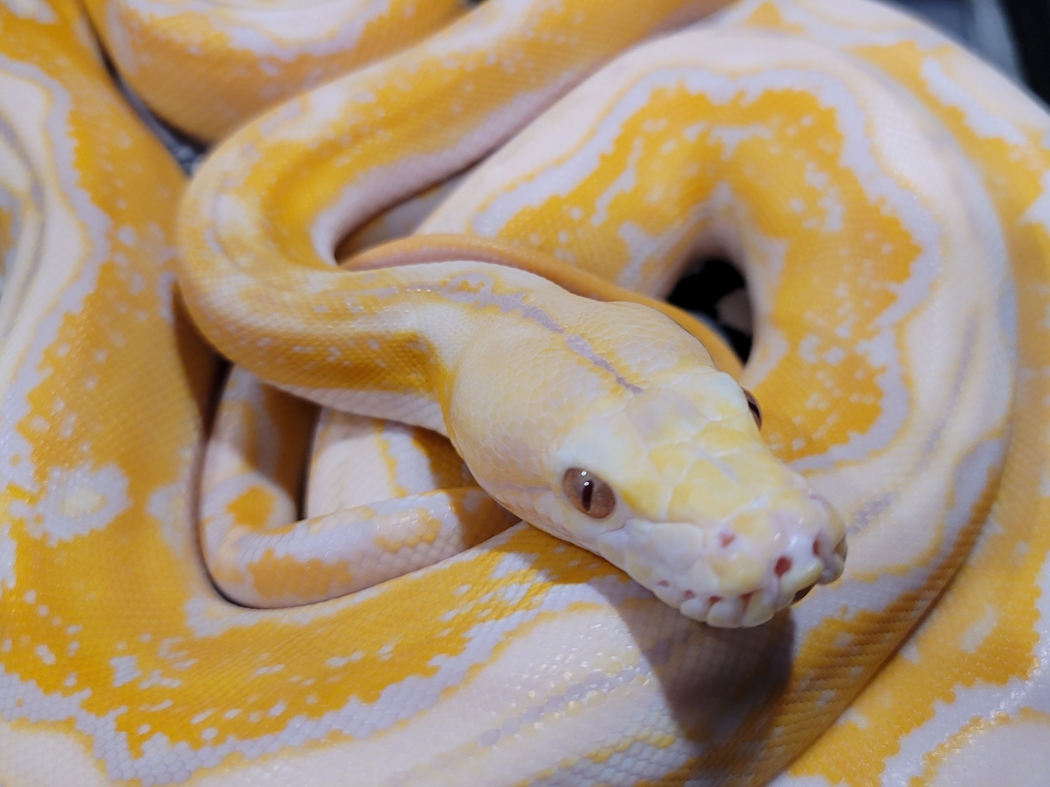 Lavender Motley Tiger (FREE SHIPPING) Reticulated Python by 8 Ball ...