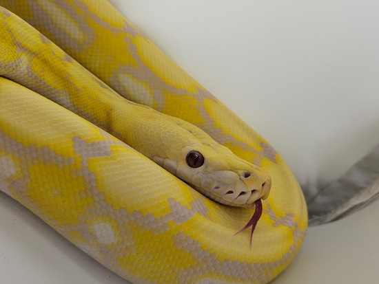 Super Dwarf Tiger Snow FREE SHIPPING Reticulated Python by 8 Ball Exotics