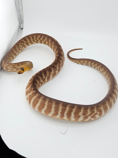 2022 Woma Python by 8 Ball Exotics