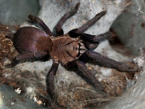 Orphnaecus Sp. Blue Quezon .25″ Tarantula by 8paws Tarantulas LLC