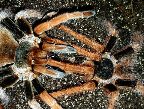 Megaphobema Robustum 4-5" ♀️ Tarantula by 8paws Tarantulas LLC