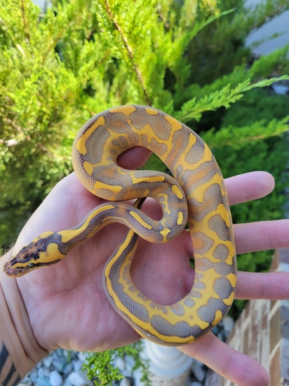 Leopard Enchi Highway Ball Python by MOAB Pythons
