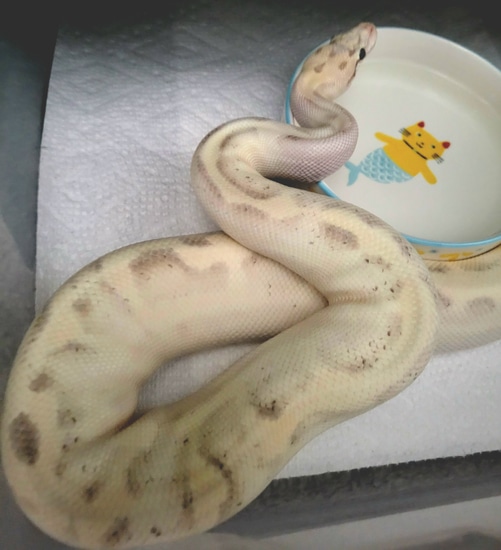 Leopard Pastel Puma Ball Python by MOAB Pythons