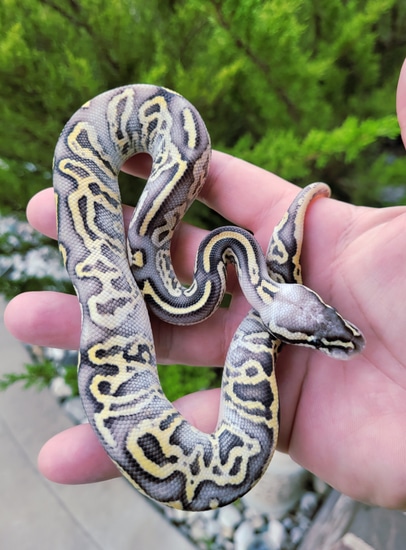 Super Pastel Fire Leopard Trick Ball Python by MOAB Pythons