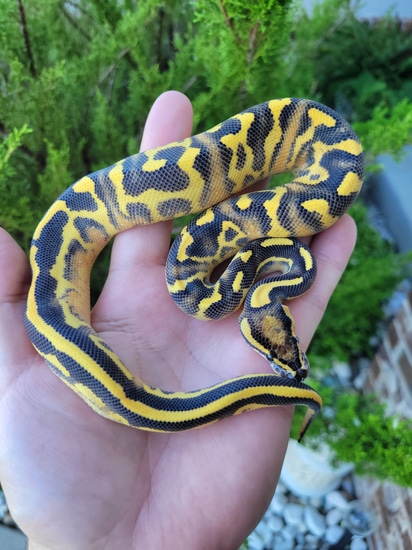 Leopard Highway Ball Python by MOAB Pythons