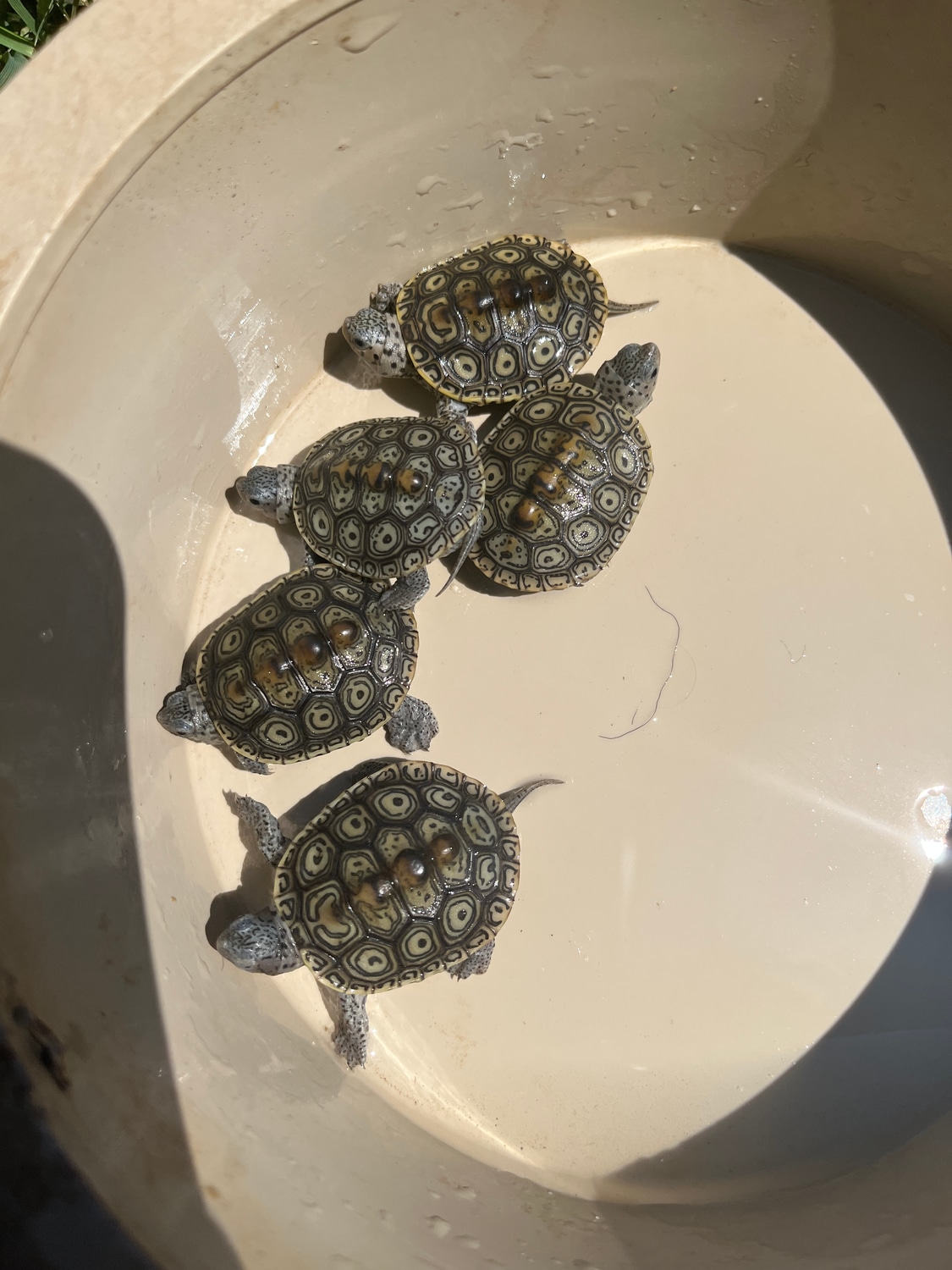 Ornate Concentric Cross DBT Box Turtles & Terrapin by California ...
