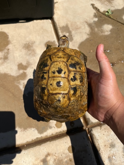 Golden Greek Tortoise by California testudo farm