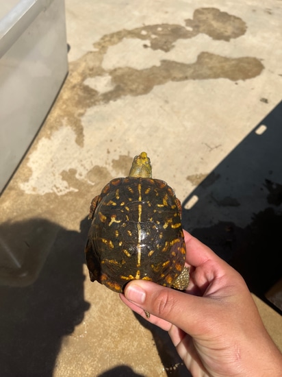 Ornate Box Turtle by California testudo farm