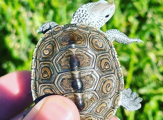 Northern Diamond Back Terripine Box Turtle by California testudo farm