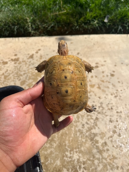 Golden Greek Tortoises by California testudo farm