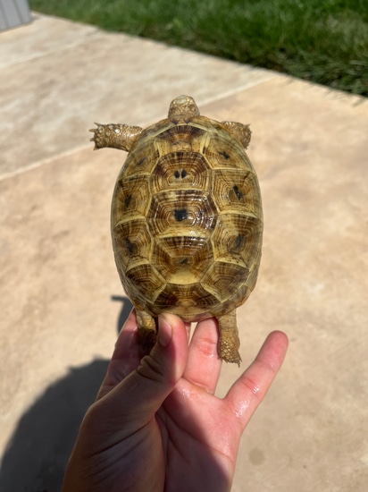High White Golden Greek Tortoise Pair by California testudo farm