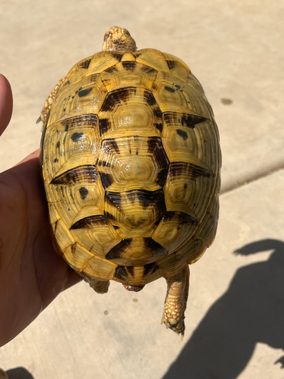 Golden Greek Tortoise Group by California testudo farm