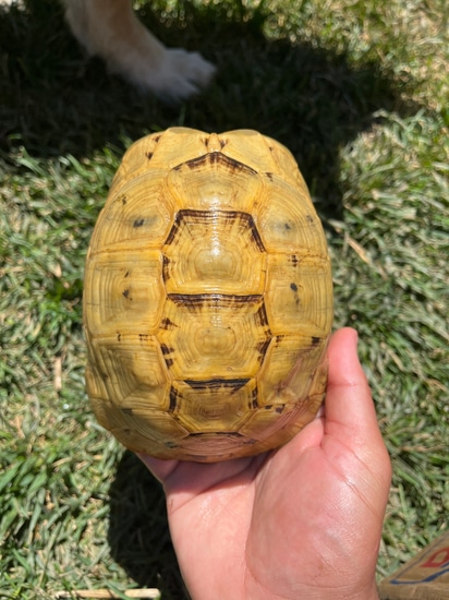 Golden Greek Tortoise by California testudo farm