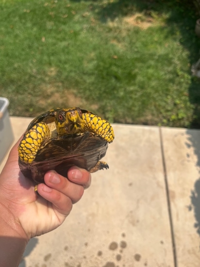 Eastern Box Turtles Males Adults And Juveniles by California testudo farm