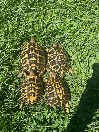 Western Hermann Adults 2.2 Apulia Hermann's Tortoise by California ...
