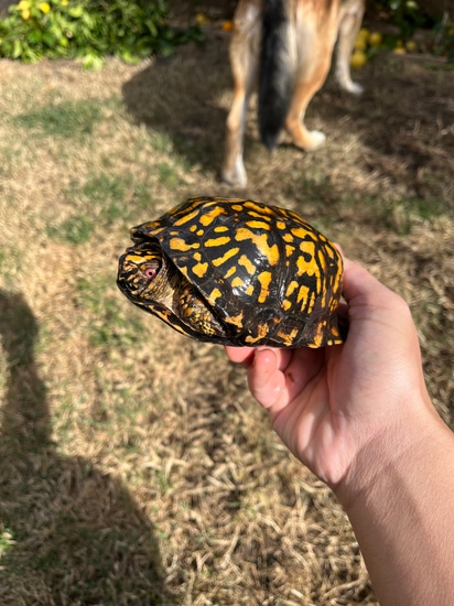 Eastern Box Turtle Pair by California testudo farm