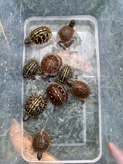 Box Turtles Babies Group Of 8 by California testudo farm