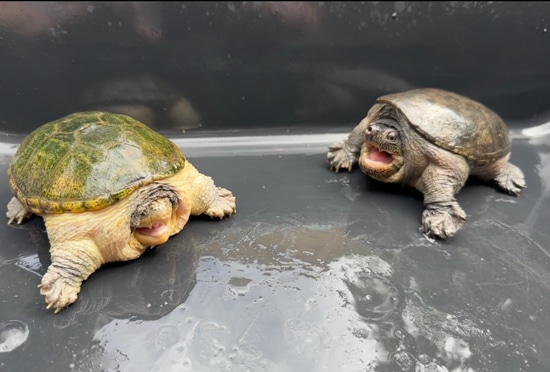Narrow-bridged Musk Turtle Pair Mud & Musk Turtles by California ...