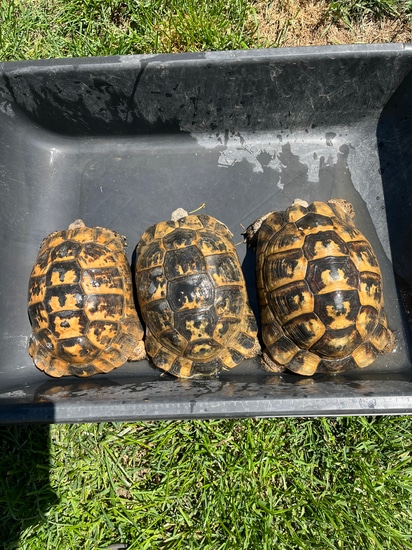Ibera Greek Tortoise Trio Jumbo Adults by California testudo farm