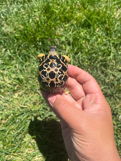 Baby Radiated Tortoise by California testudo farm