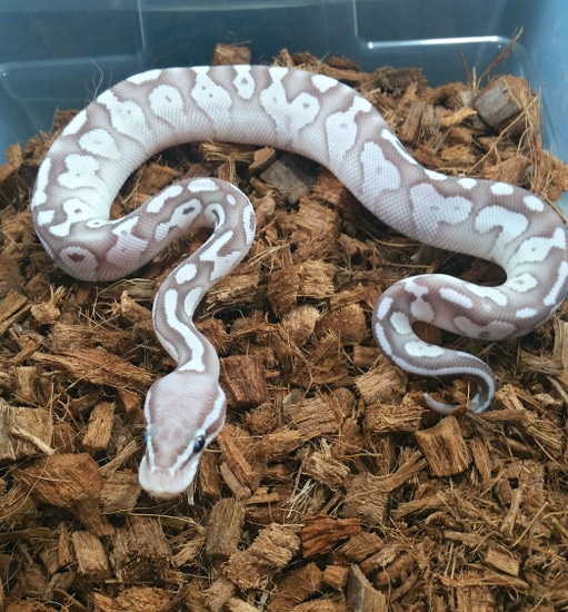 Vpi Axanthic Coral Glow Lesser Pastel Ball Python by J&Ks VPI axanthics