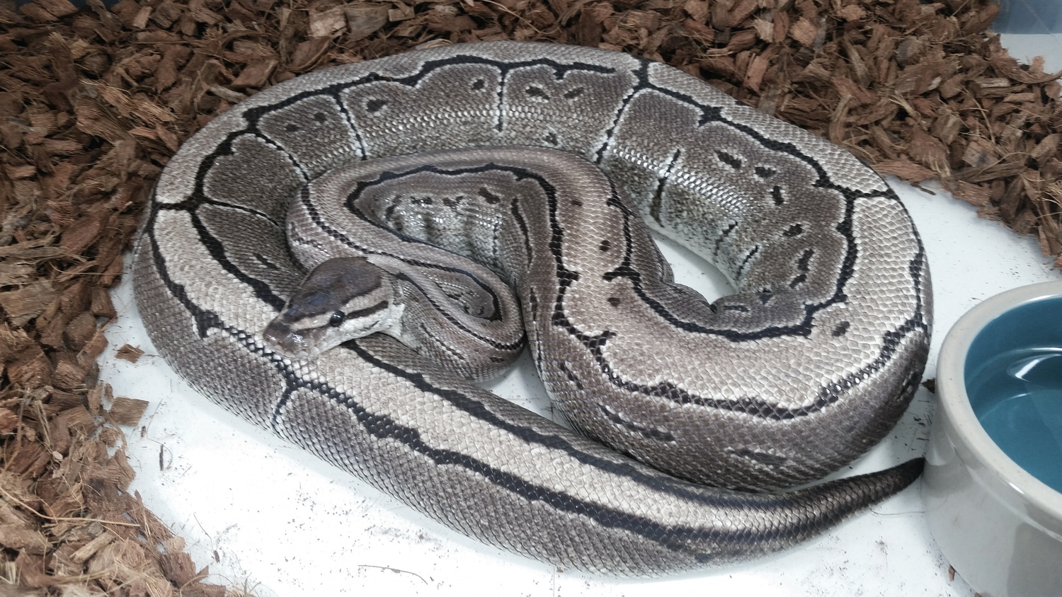 Vpi Axanthic Pinstripe Ball Python by J&Ks VPI axanthics - MorphMarket