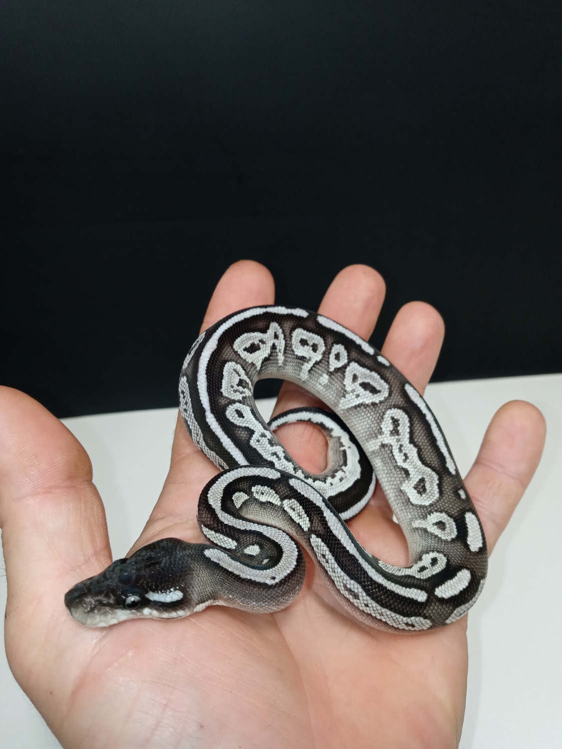 Vpi Axanthic Bongo Mojave Ball Python by J&Ks VPI axanthics - MorphMarket