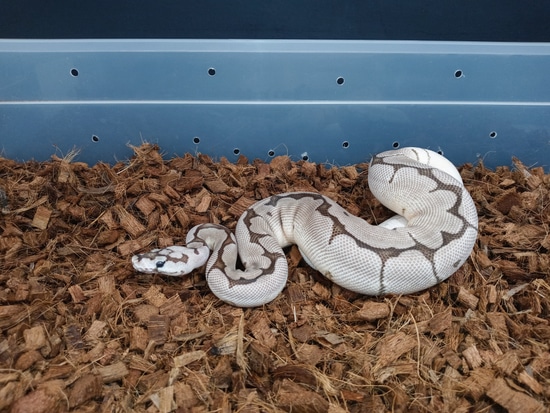 Vpi Axanthic Spider Clown Ball Python by J&Ks VPI axanthics