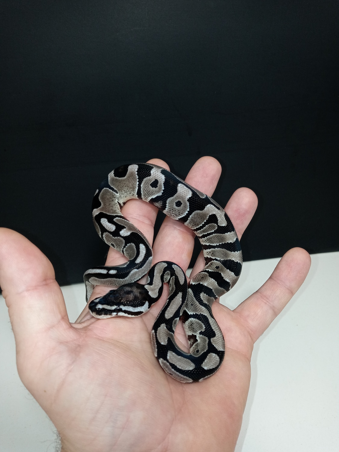 Vpi Axanthic Blade Axanthic Het Clown Ball Python by J&Ks VPI axanthics ...
